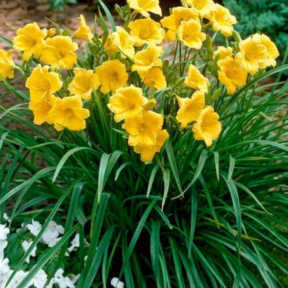 Other | Stella Dora Daylilly 4 Plants 2 | Poshmark